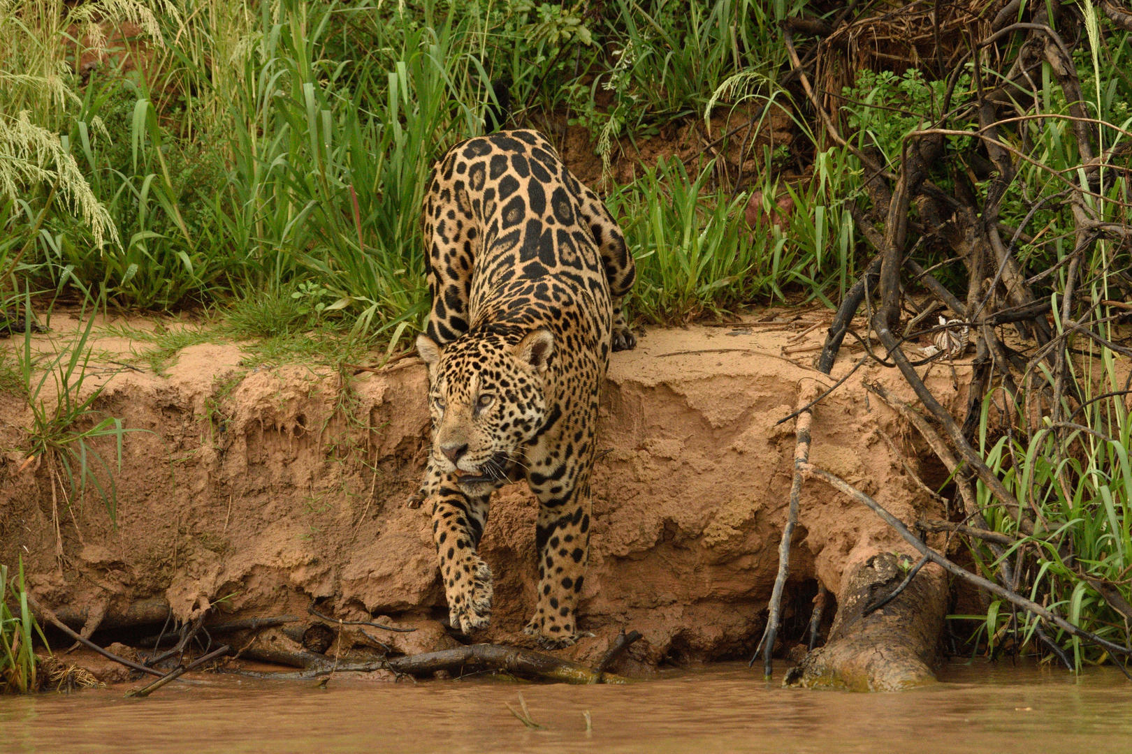Jaguars – African-Eye